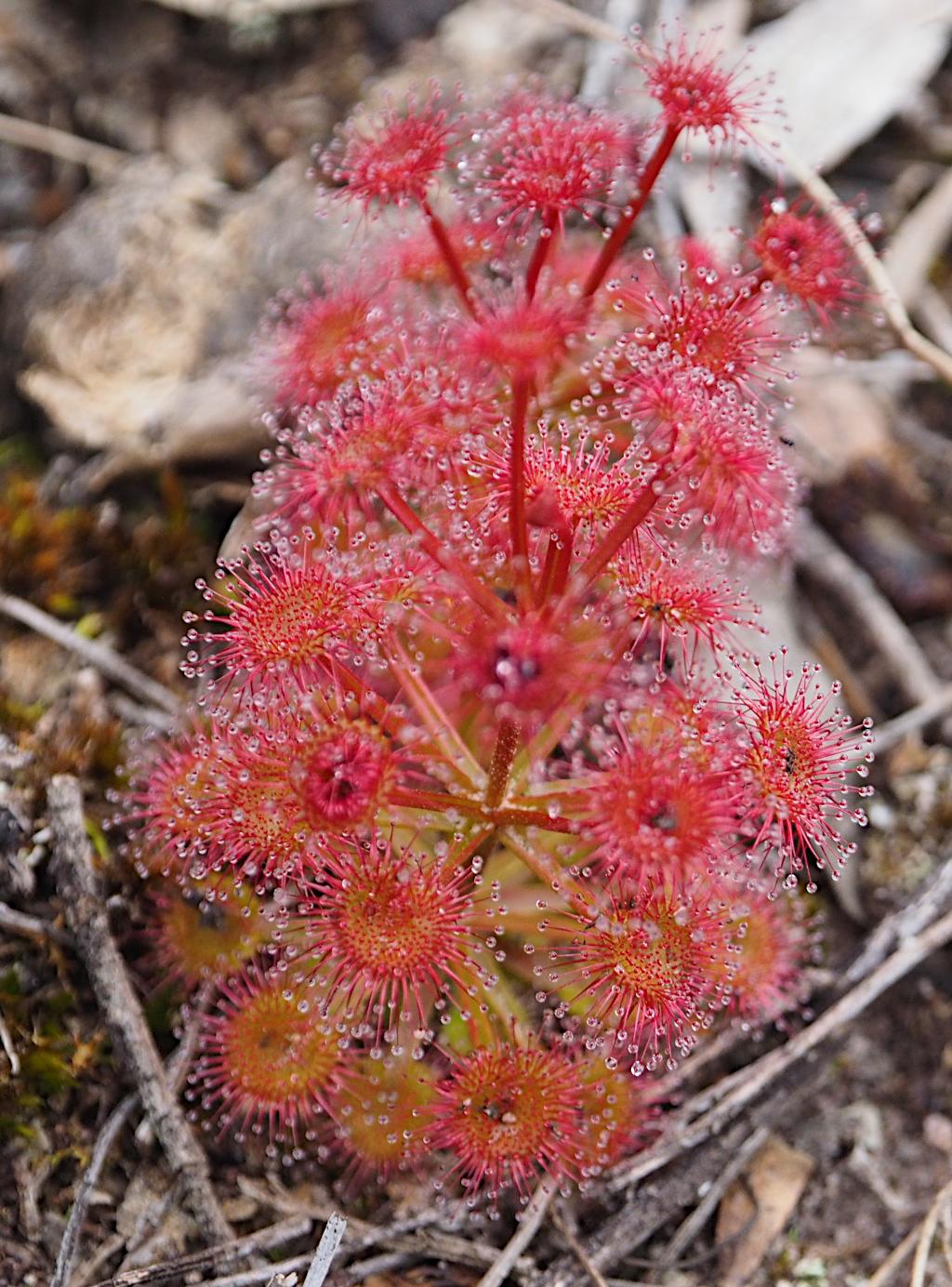 Exploring Stirling Range National Park, Southwest Western Australia