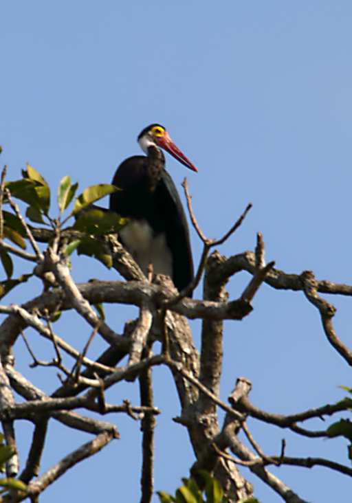 Birding in Borneo