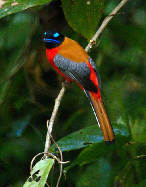 Birding in Borneo