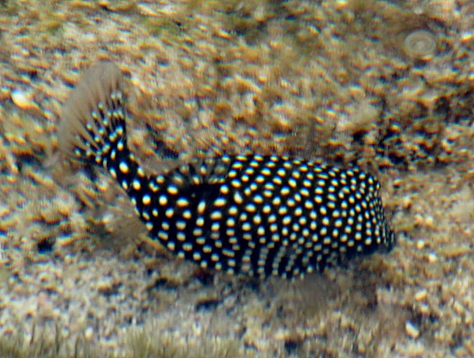 PuuhonuaOHonaunau